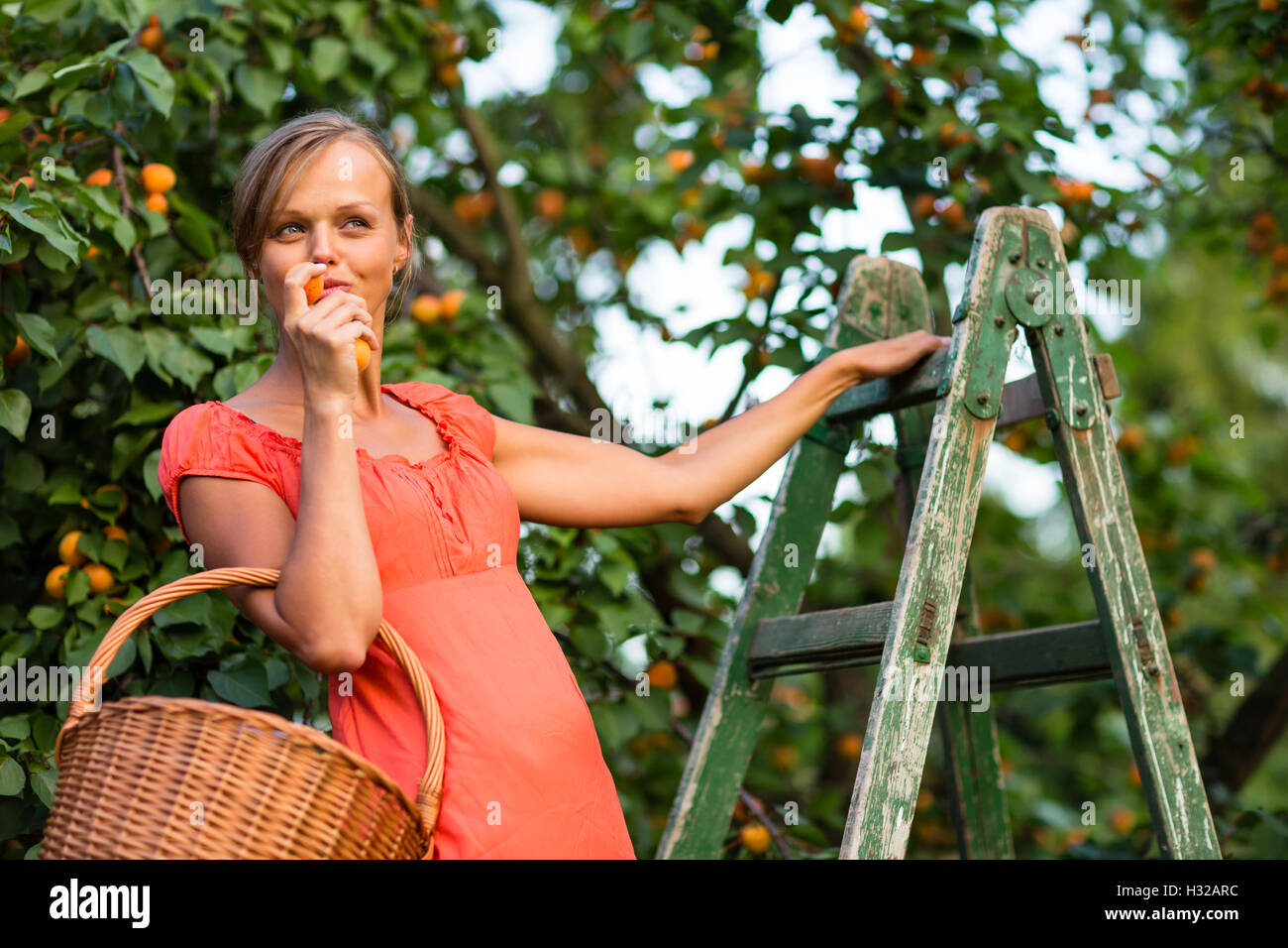 Pretty, young woman picking apricots lit by warm summer evening Stock ...
