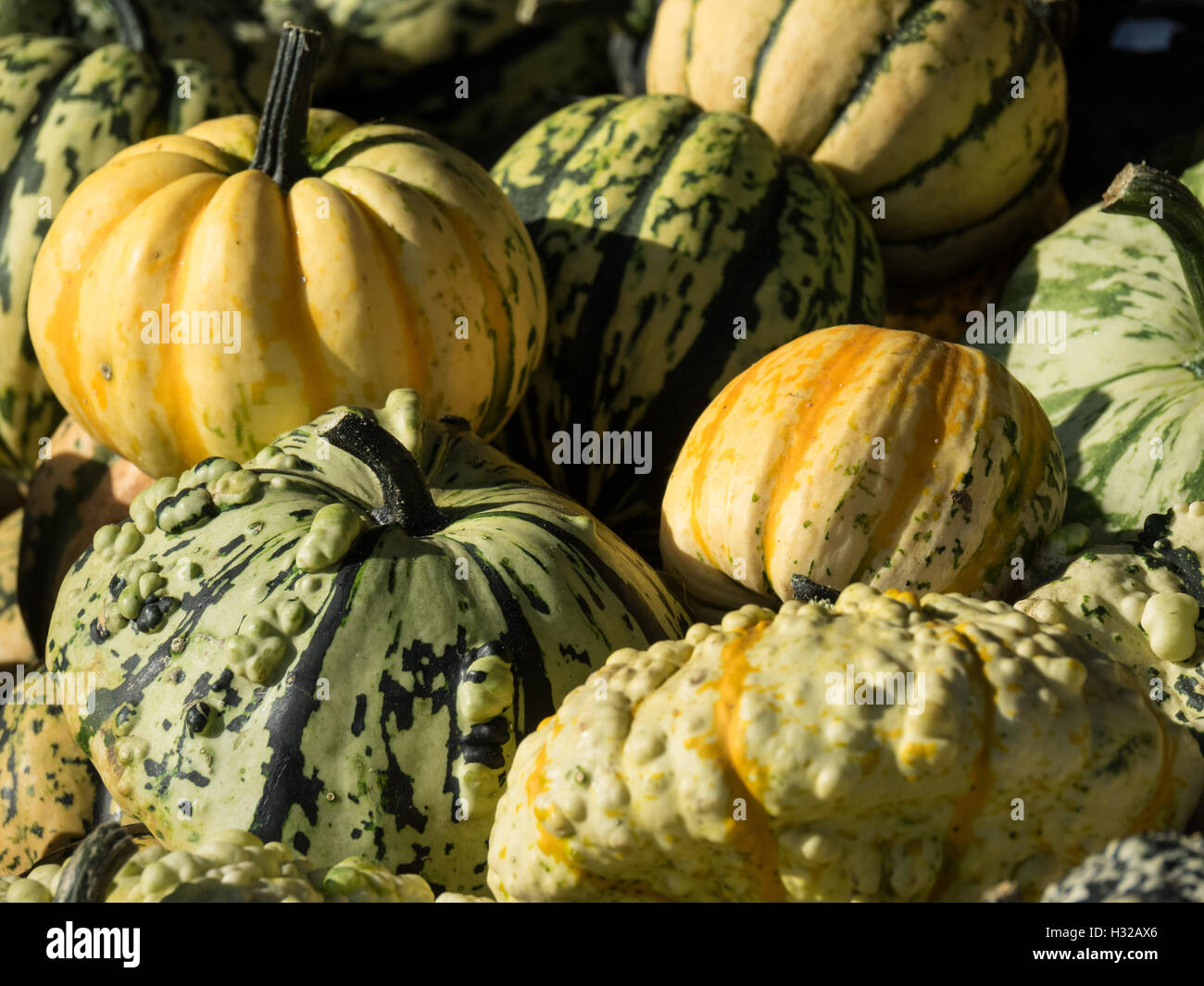 pumpkins in a german garden Stock Photo - Alamy