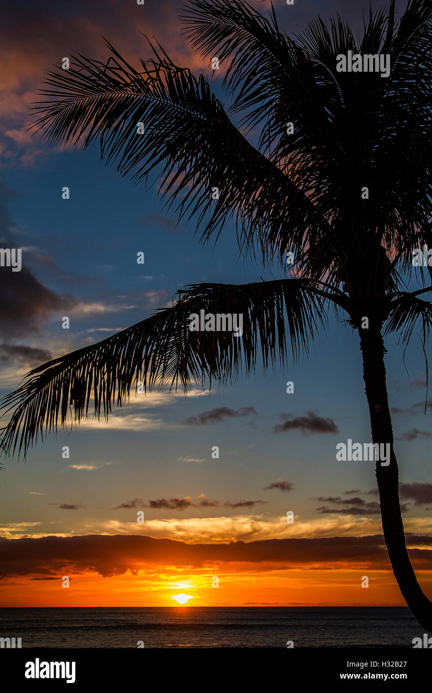 Hawaii palmtree silhouette hi-res stock photography and images - Alamy