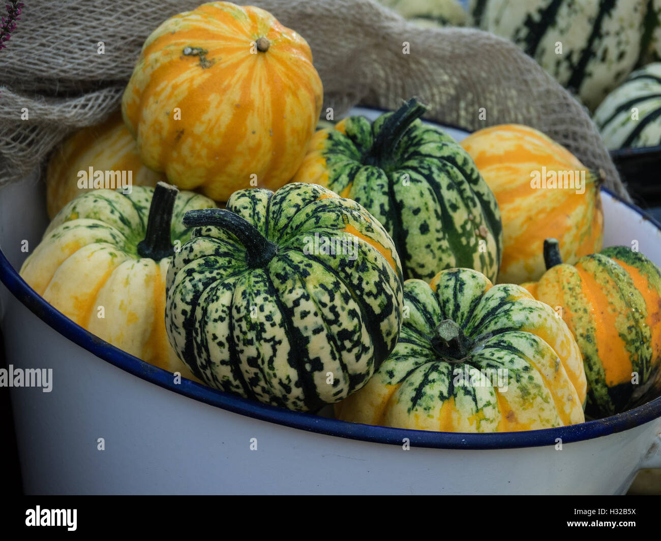 pumpkins in a german garden Stock Photo - Alamy