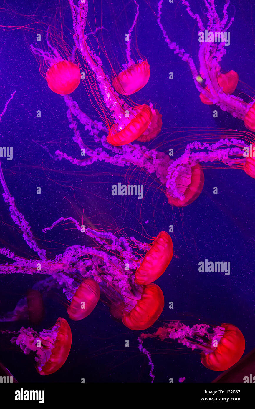 Beautiful jellyfish moving slowly hi-res stock photography and images ...