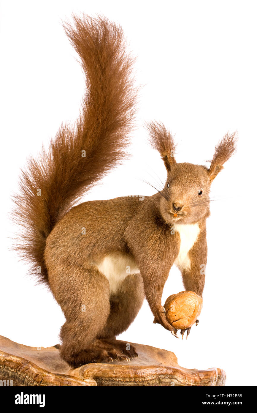 Side profile of chipmunk hi-res stock photography and images - Alamy