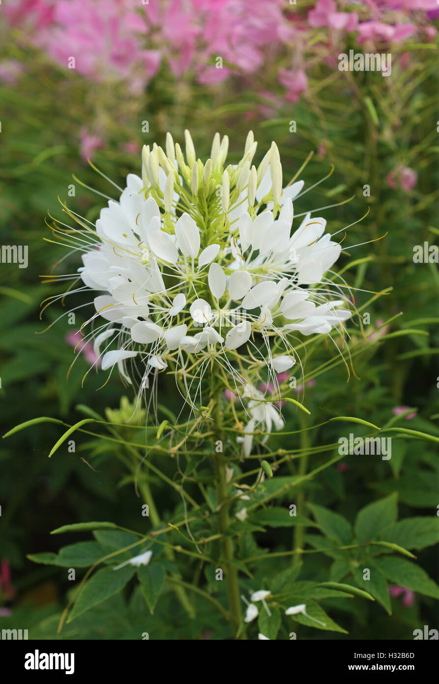 spider flower in bloom Stock Photo - Alamy
