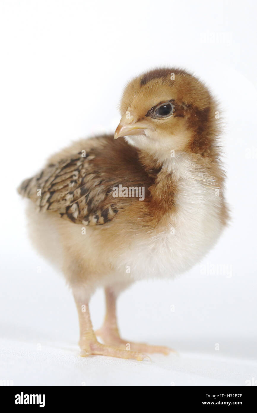 Adorable Baby Chick Chicken on White Background Stock Photo - Alamy