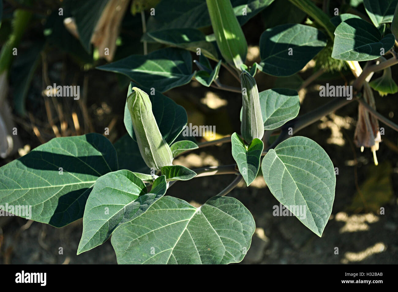 stramonium plant with closed flowers Stock Photo - Alamy