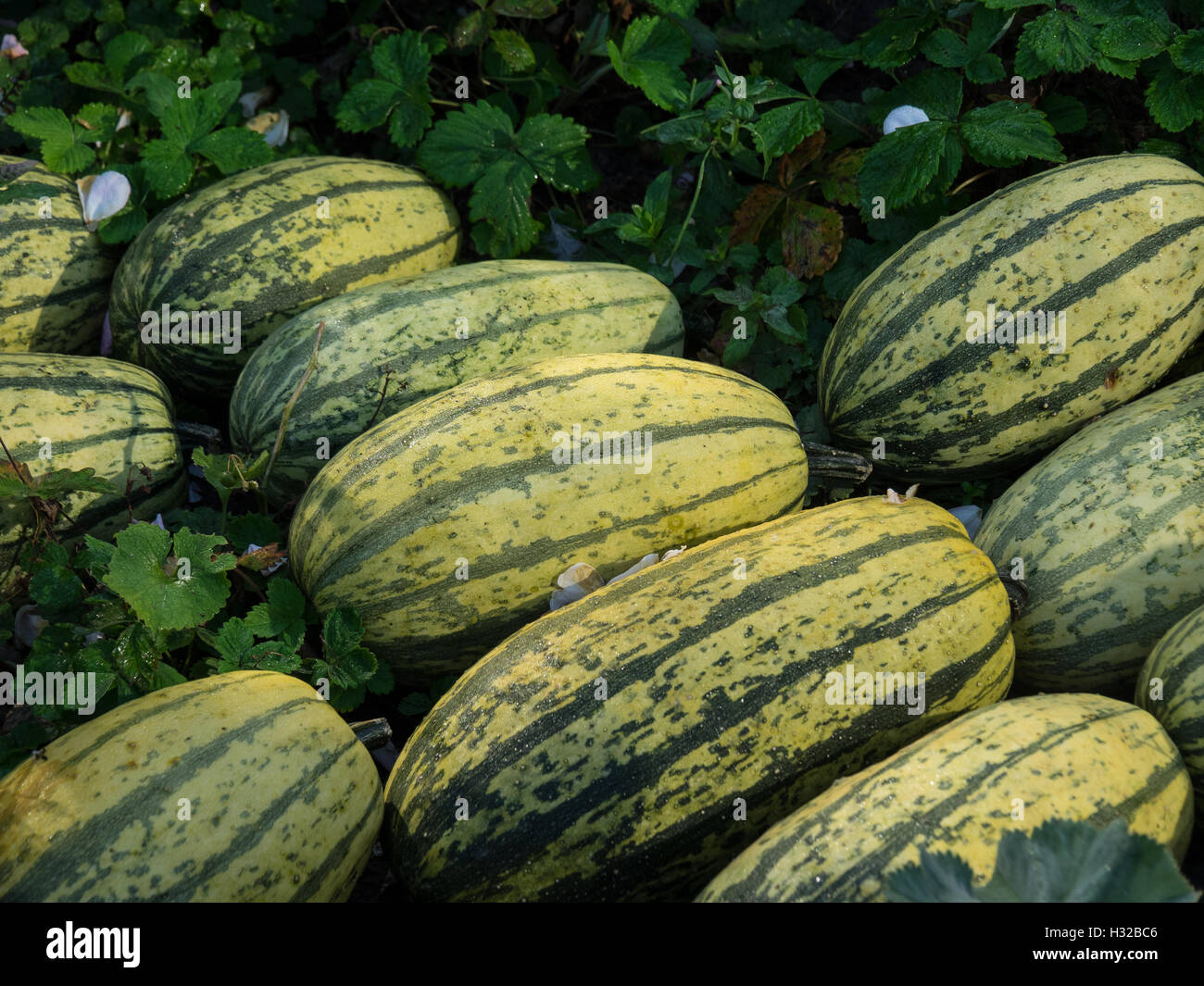 pumpkins in a german garden Stock Photo - Alamy
