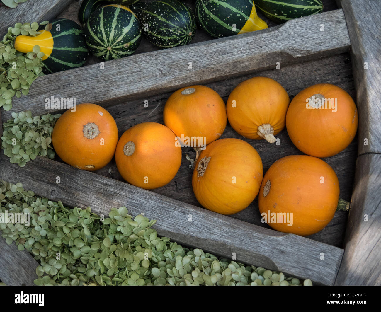 pumpkins in a german garden Stock Photo - Alamy
