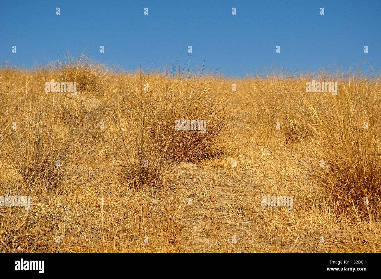 Landscape bushes grass on hi-res stock photography and images - Alamy