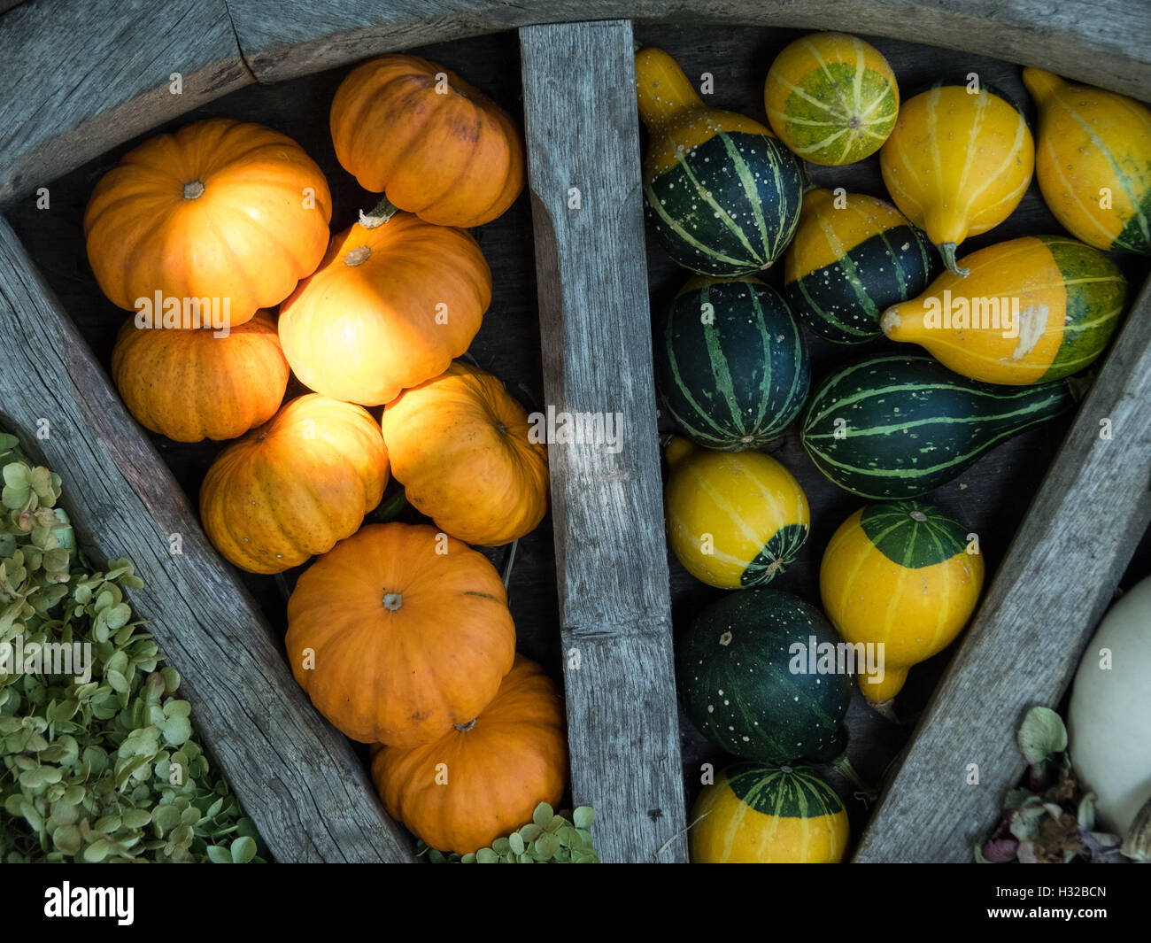 pumpkins in a german garden Stock Photo - Alamy