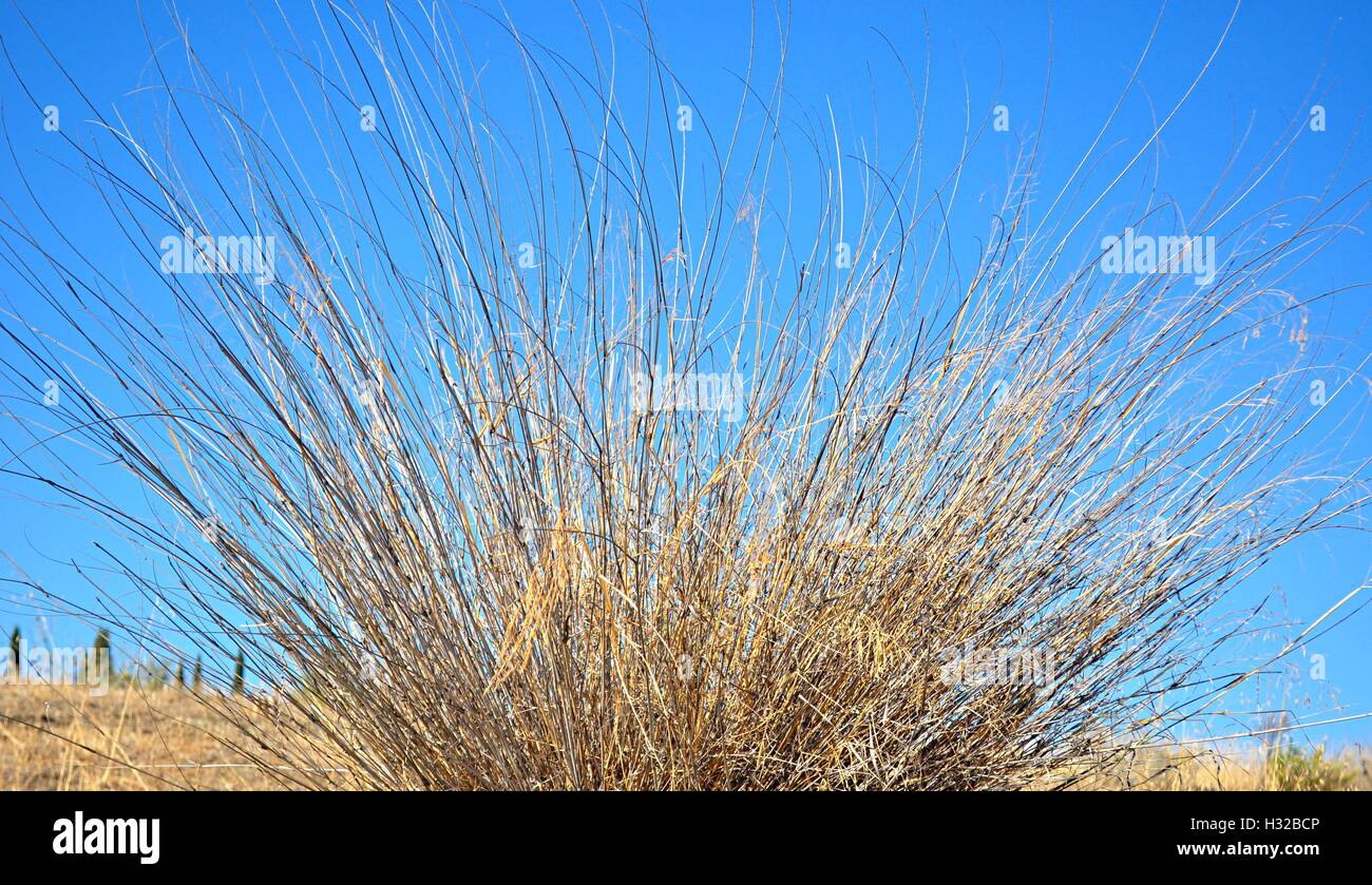 dry bush and blue sky Stock Photo - Alamy