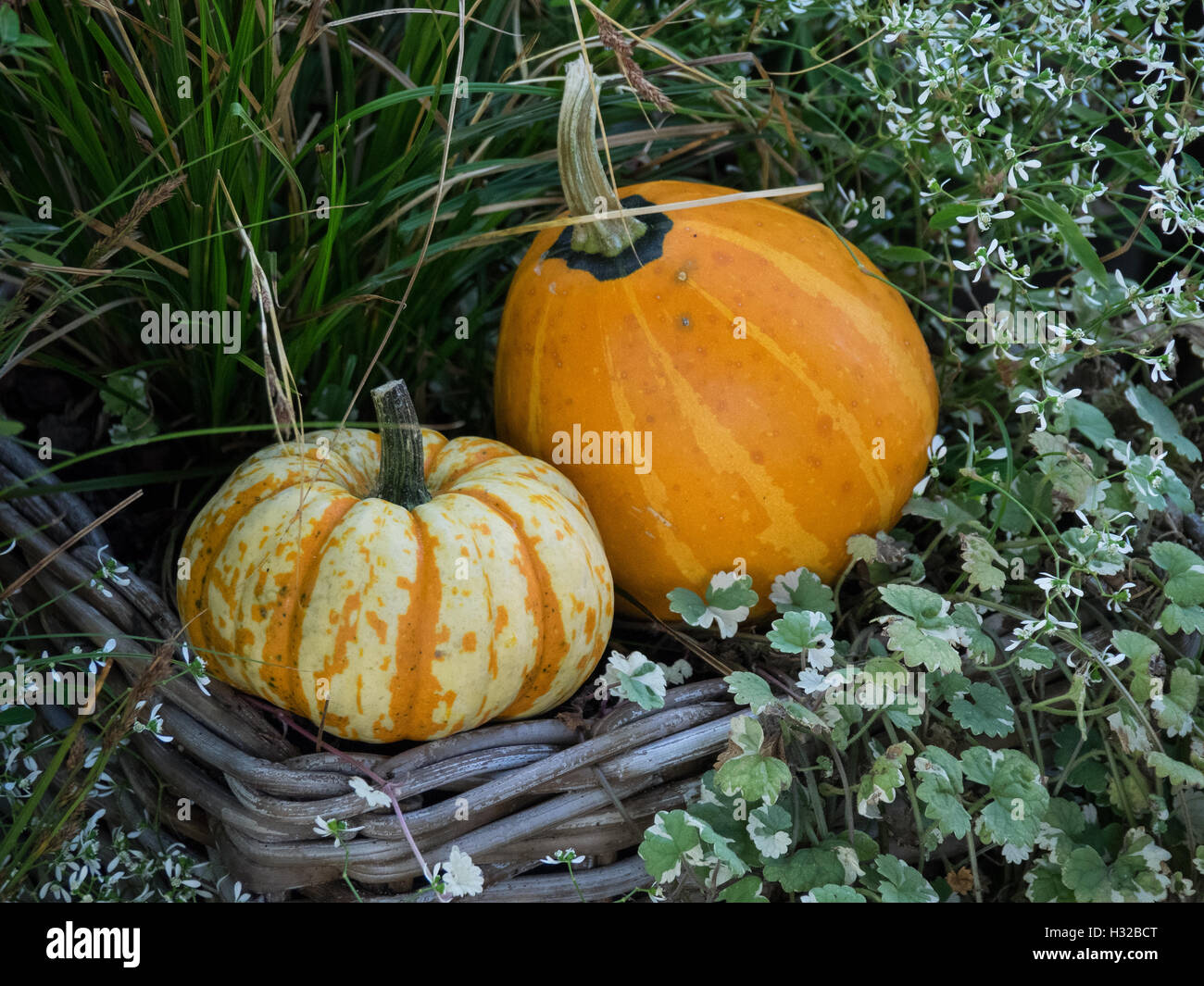 pumpkins in a german garden Stock Photo - Alamy