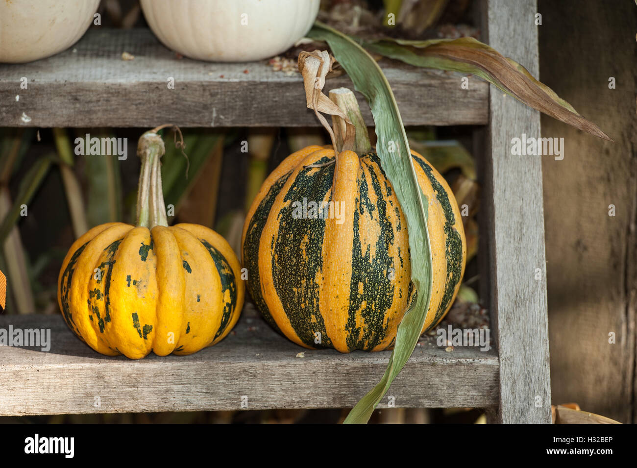 pumpkins in a german garden Stock Photo - Alamy