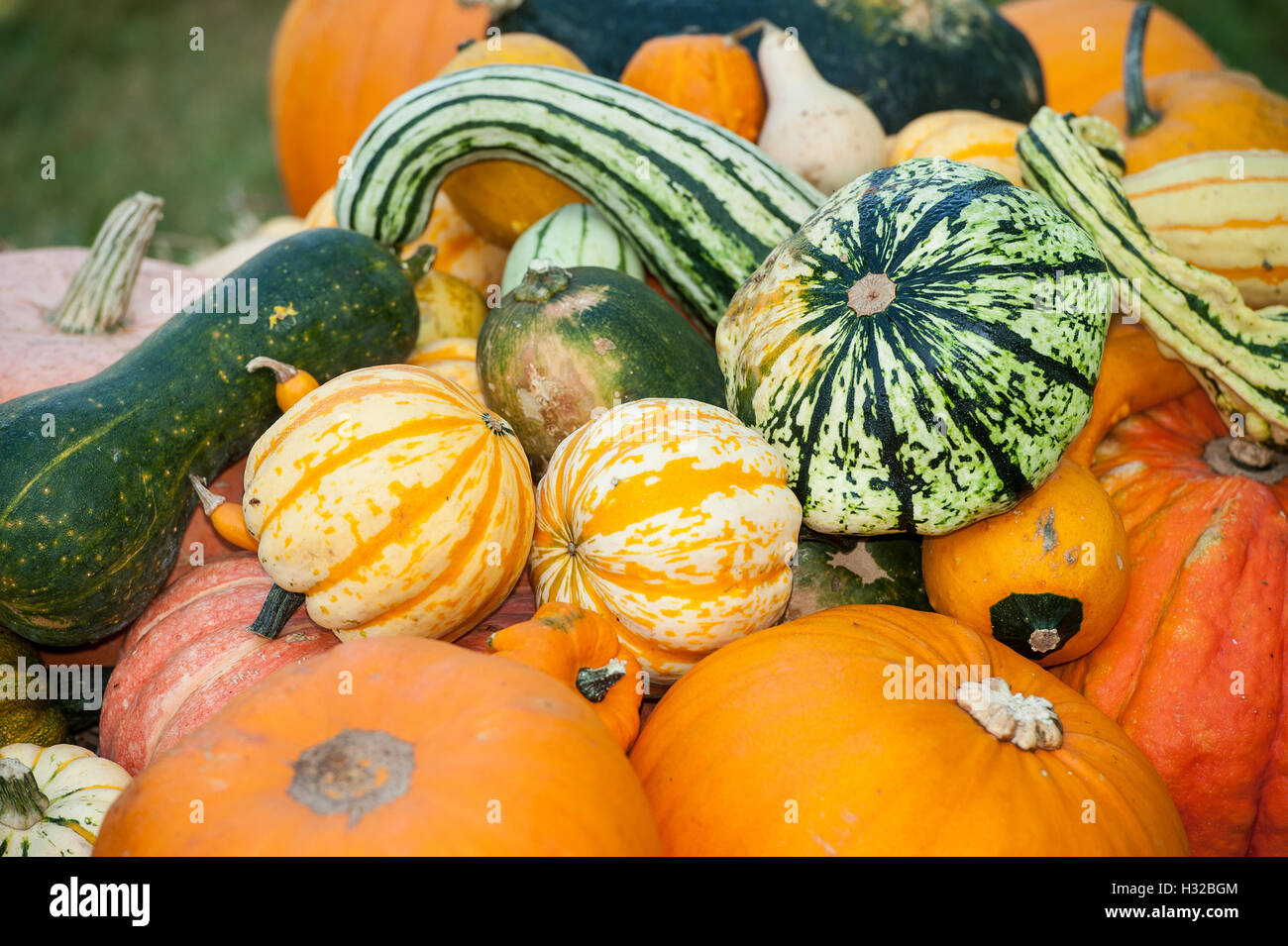 pumpkins in a german garden Stock Photo - Alamy