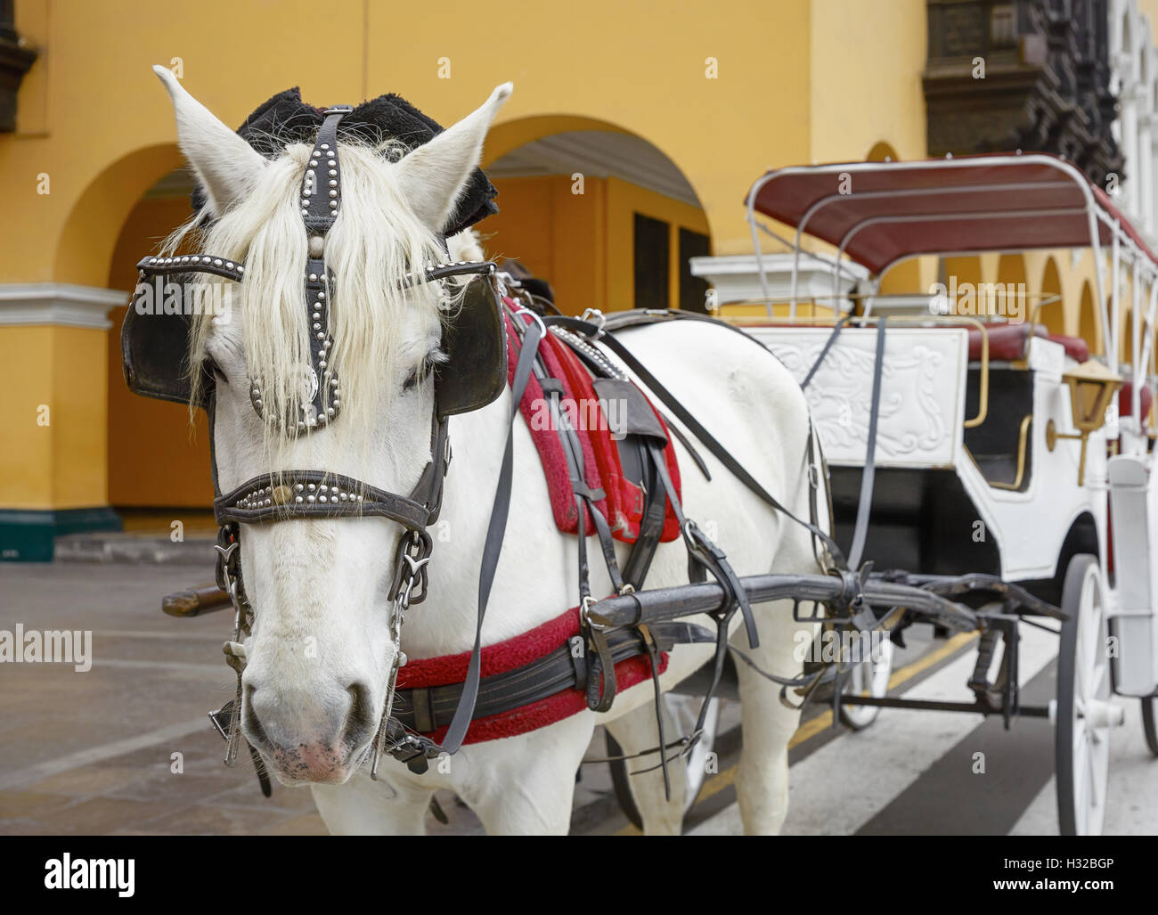 Traditional Horse-Drawn Vehicle in Lima, Peru. A Beautiful White Horse ...