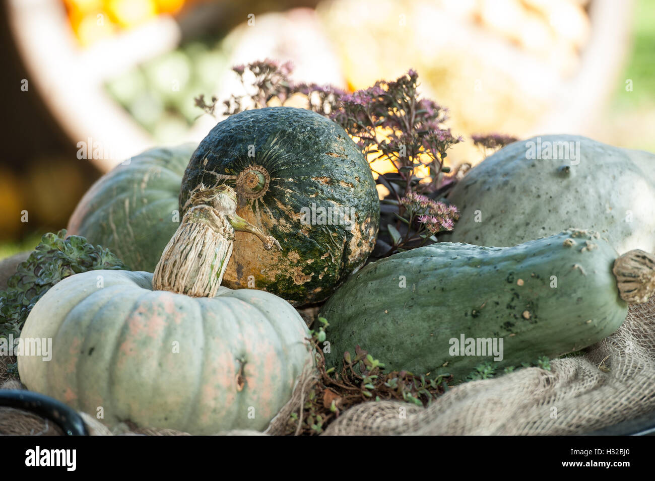 pumpkins in a german garden Stock Photo - Alamy