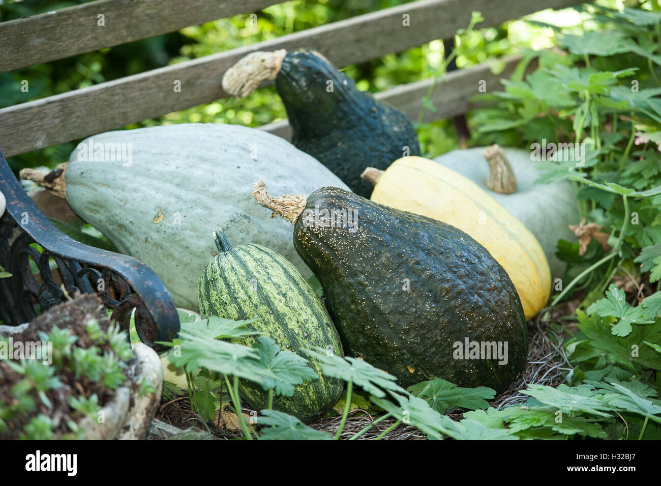 pumpkins in a german garden Stock Photo - Alamy