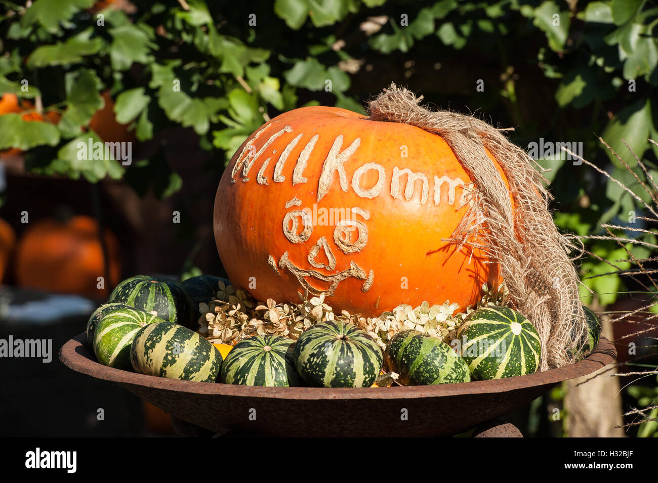 pumpkins in a german garden Stock Photo - Alamy
