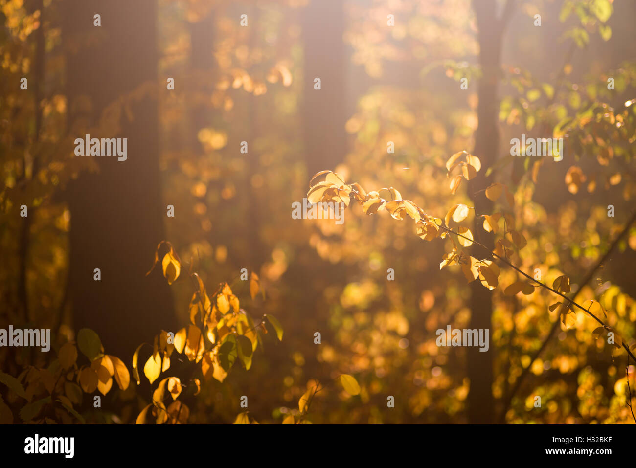 Fall trees in sunny hi-res stock photography and images - Alamy