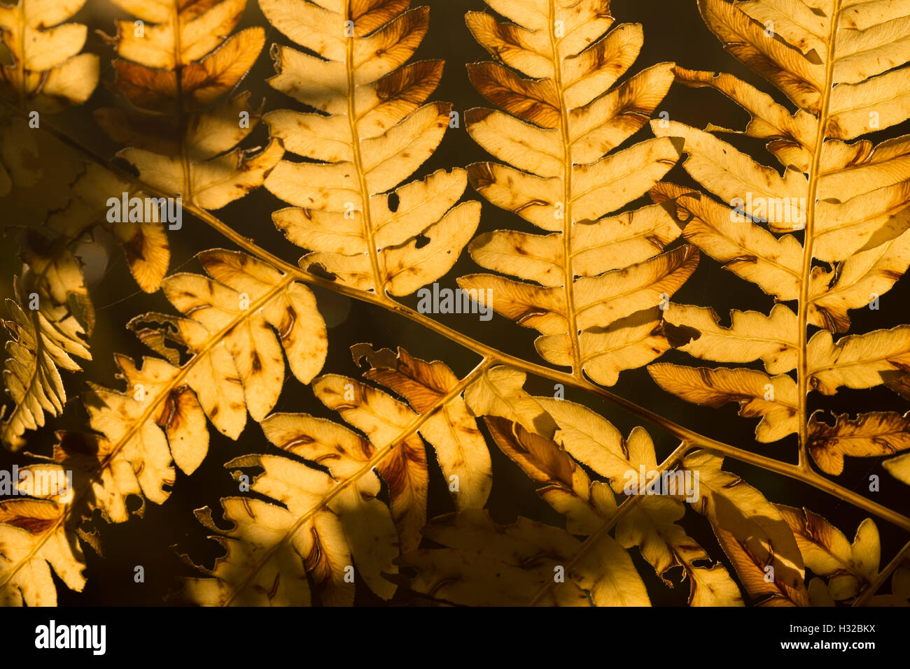 closeup to yellow fern fall leaf Stock Photo - Alamy