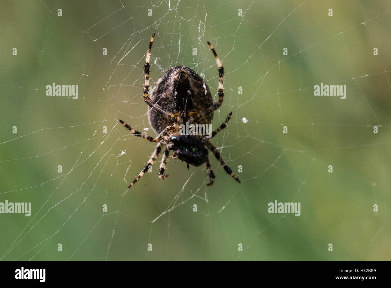 A close up of a garden spider eating in it's web Stock Photo - Alamy