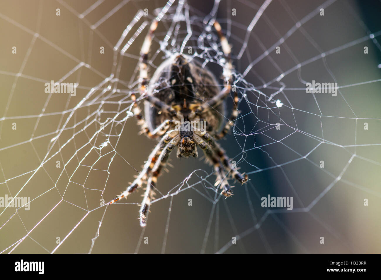 A close up of a garden spider in it's web Stock Photo - Alamy