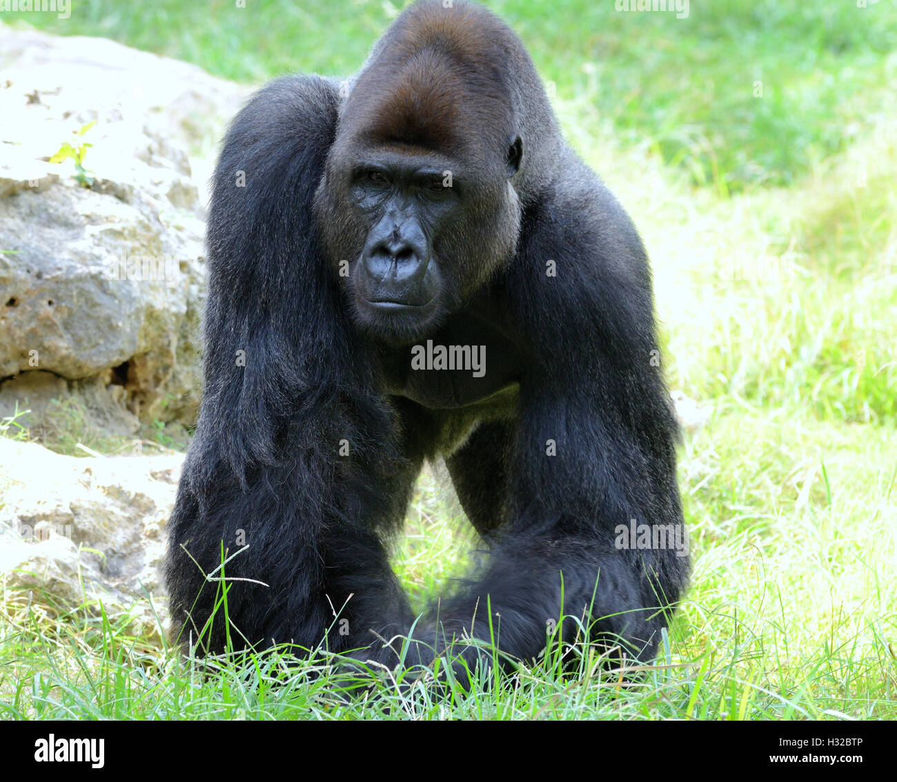 Gorillas the largest extant genus of primates by size, that inhabit the ...