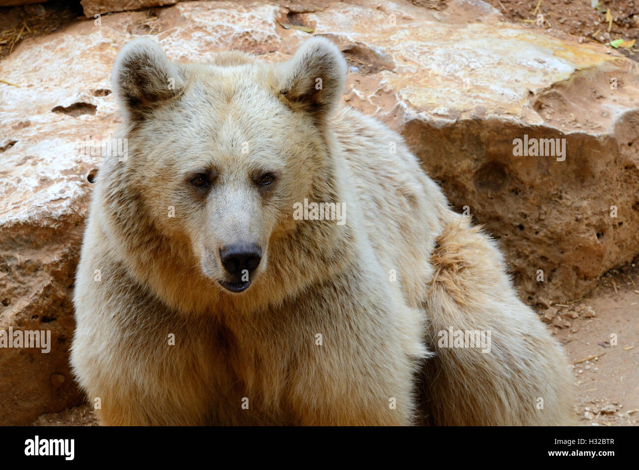 The Syrian brown bear (Ursus arctos syriacus) is a relatively small ...