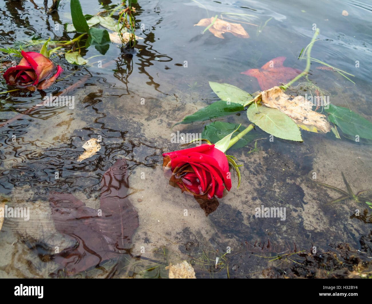 Concept photograph for broken heart failed romance relationship of dead ...