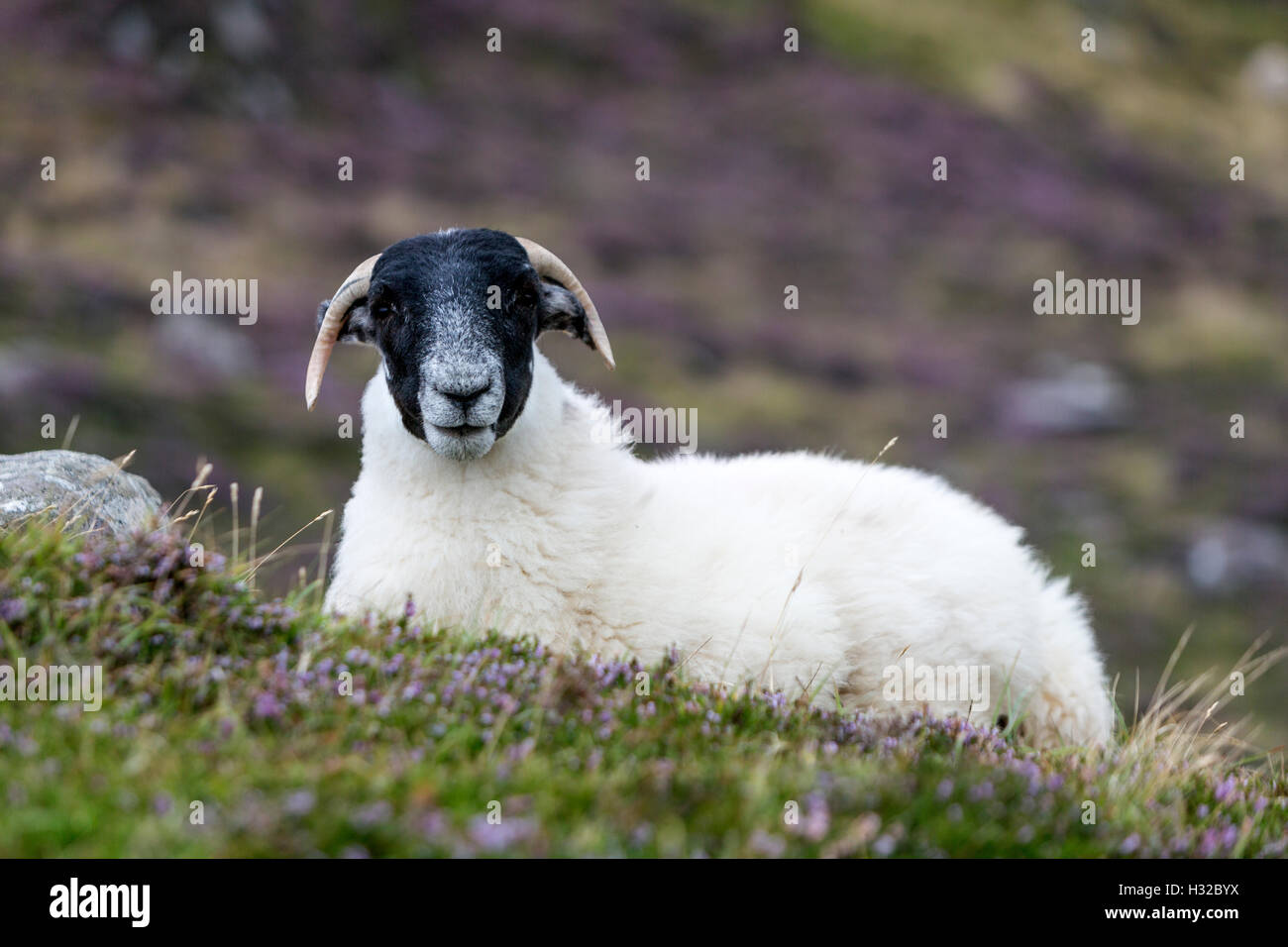 Blackface sheep in Slieve League, County Donegal, Ireland Stock Photo ...