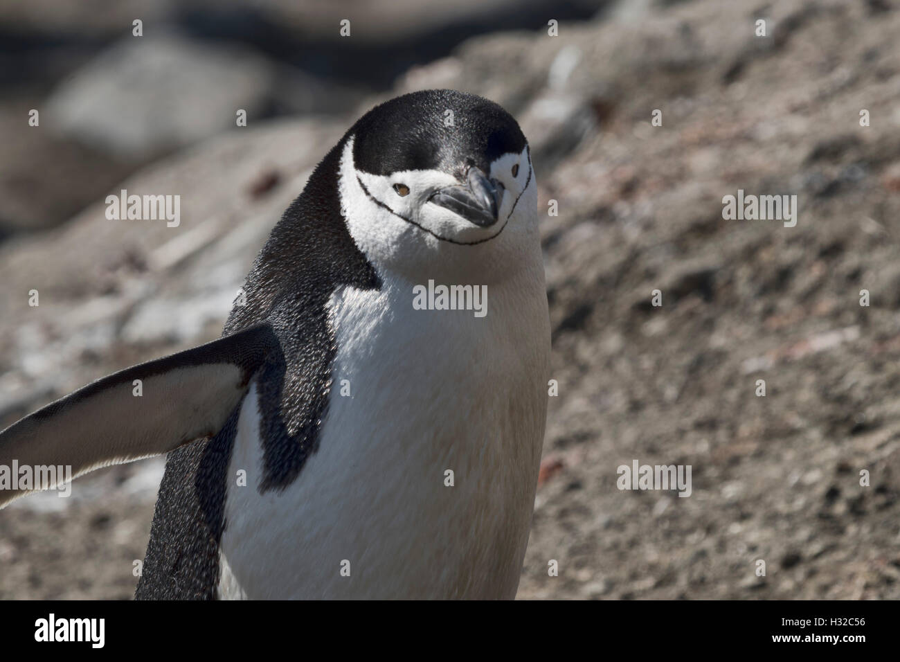 Bearded penguin hi-res stock photography and images - Alamy