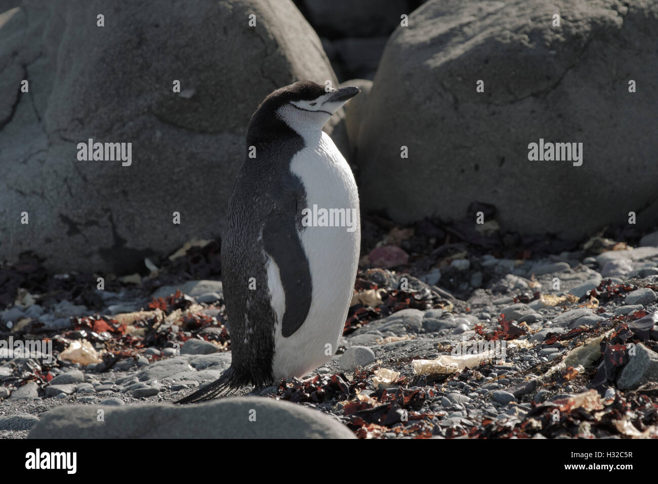 Bearded penguin hi-res stock photography and images - Alamy