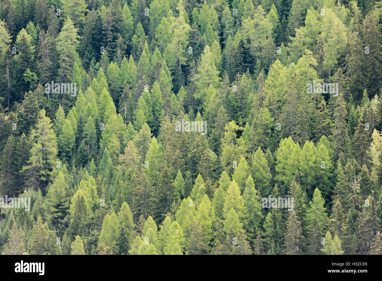 Variety of different dark and light shades of green coloured treetops ...