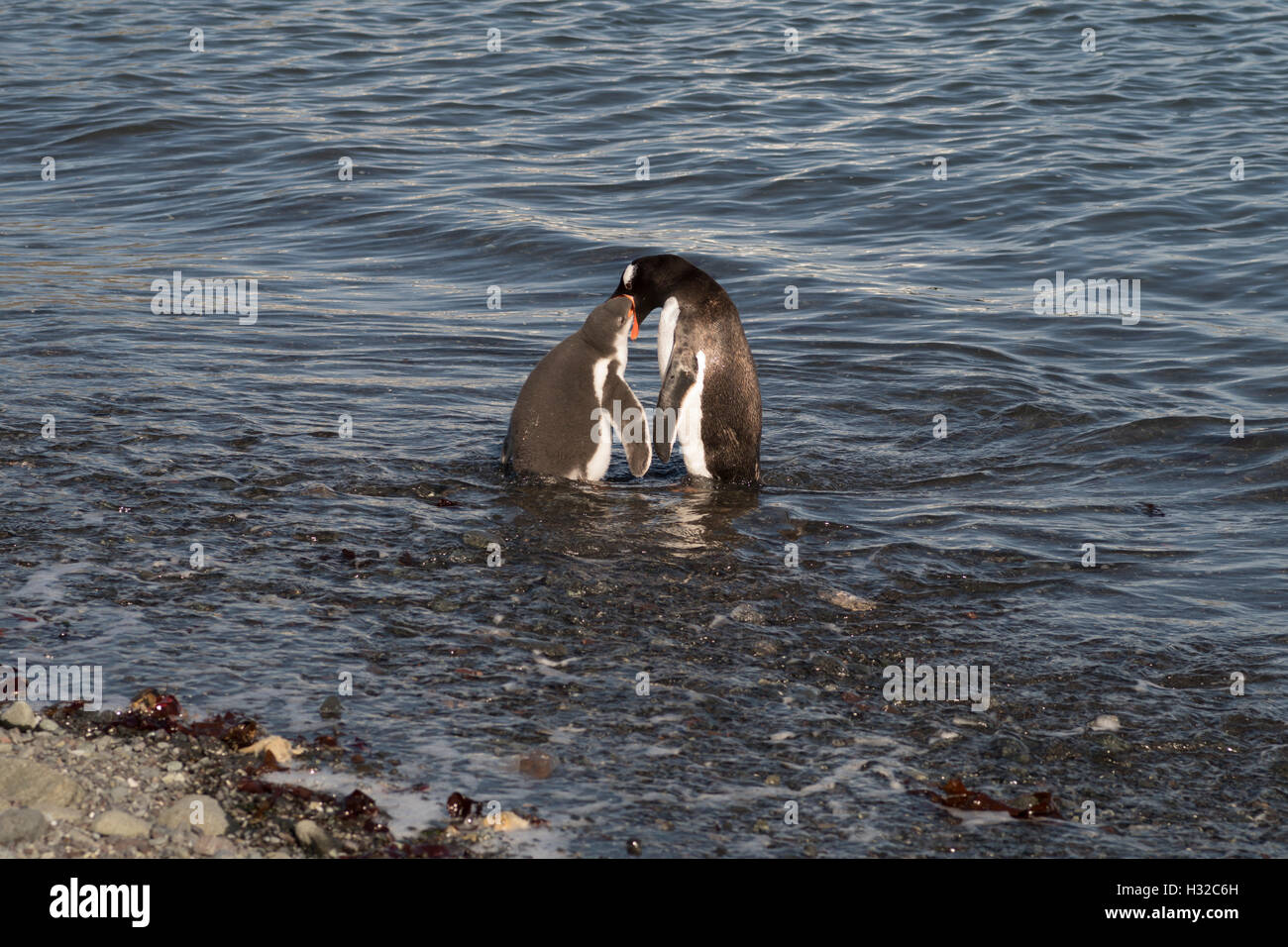 A gentoo penguin lures its offspring into the water with the promise of ...