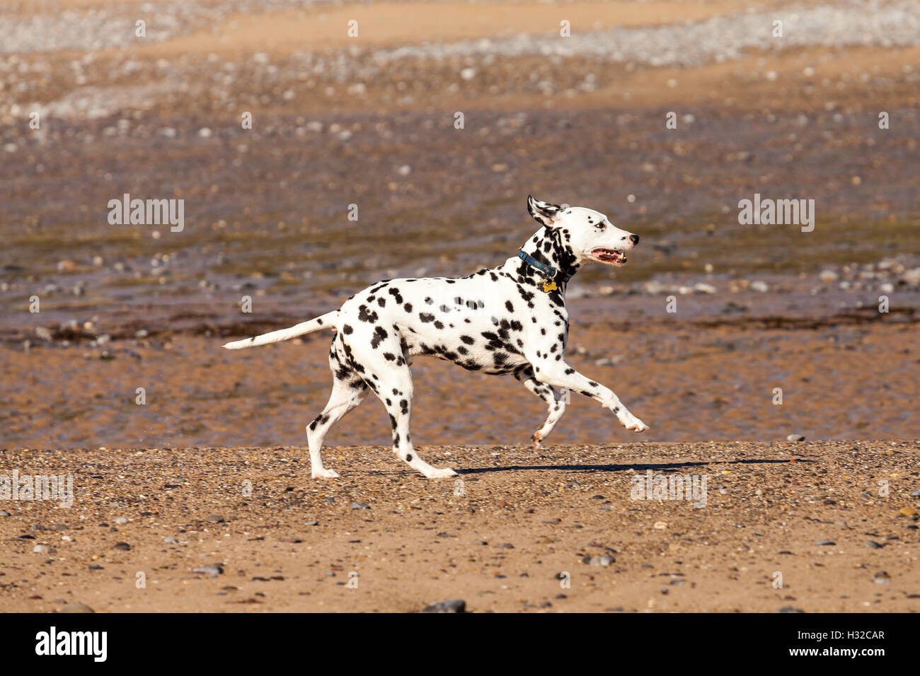 Dalmatian running on the beach Stock Photo - Alamy