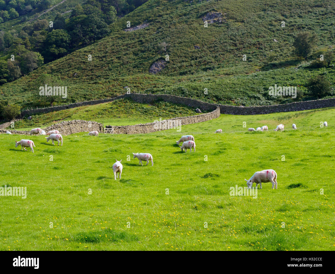Sheep in a grazing field hi-res stock photography and images - Alamy