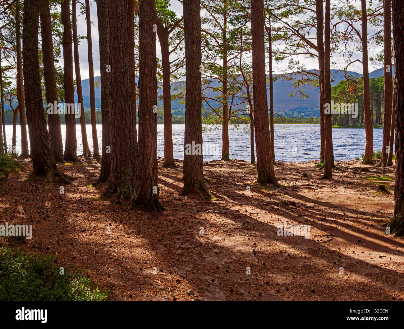 Loch Garten and the Abernethy Forest, Cairngorms, Scotland Stock Photo ...