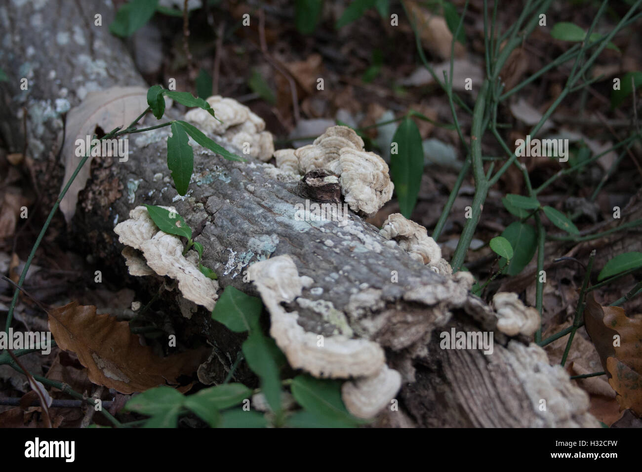 Log in forest Stock Photo - Alamy