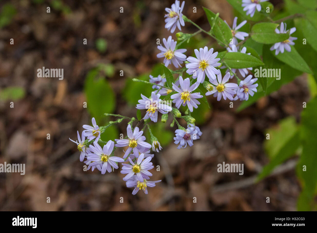 Tiny wild flower hi-res stock photography and images - Alamy