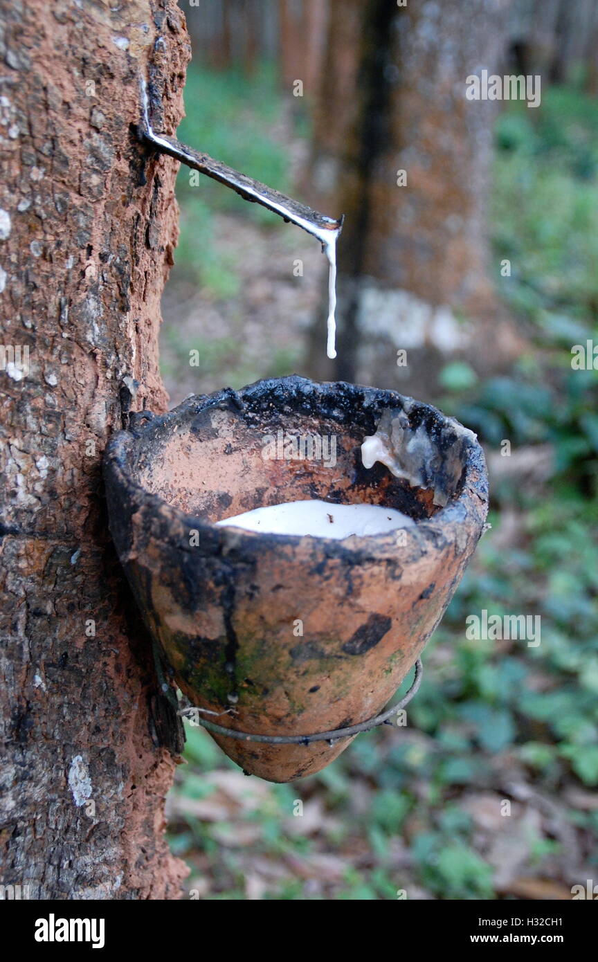 Rubber being tapped in traditional method Stock Photo - Alamy