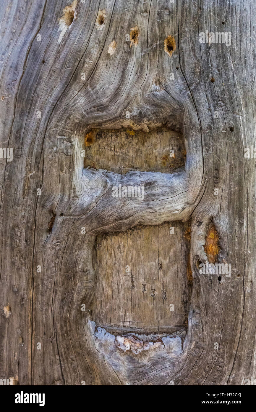 Blaze on tree marking trail along Echo Lakes near the boundary of the ...