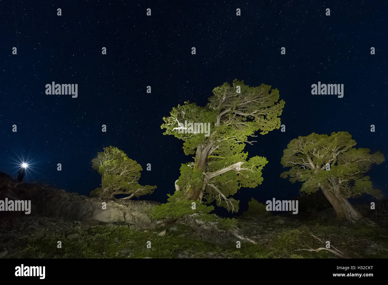 Ancient juniper trees hi-res stock photography and images - Alamy