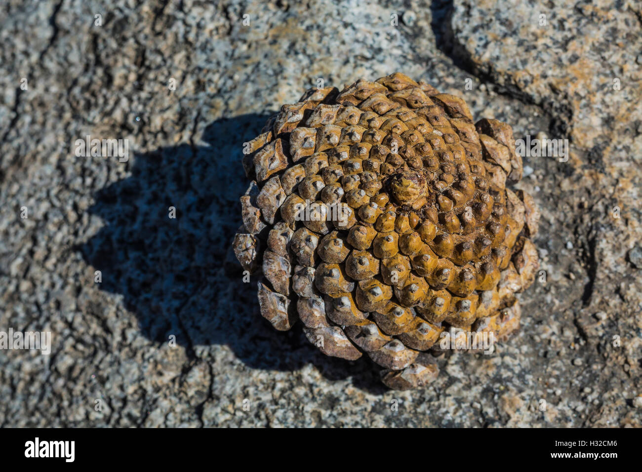 Lodgepole Pine, Pinus contorta, cone in the Desolation Wilderness, Eldorado National Forest ...