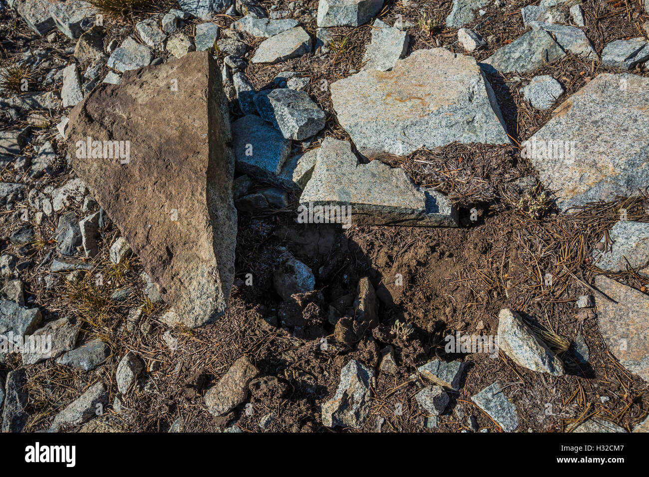 Rock flipped over by an American Black Bear, Ursus americanus, near ...