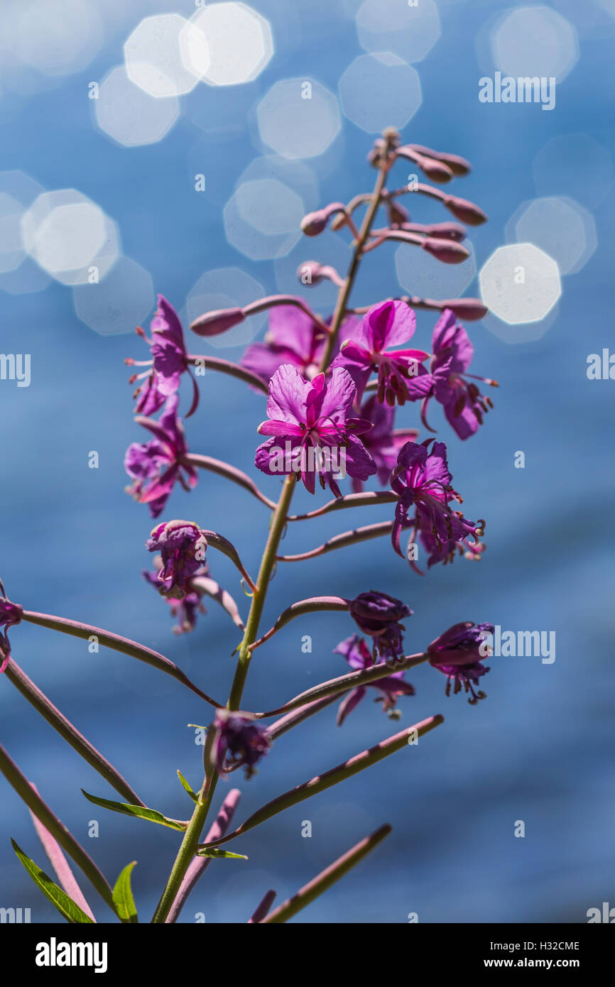 Fireweed, Chamerion angustifolium, blooming along Lake of the Woods in ...