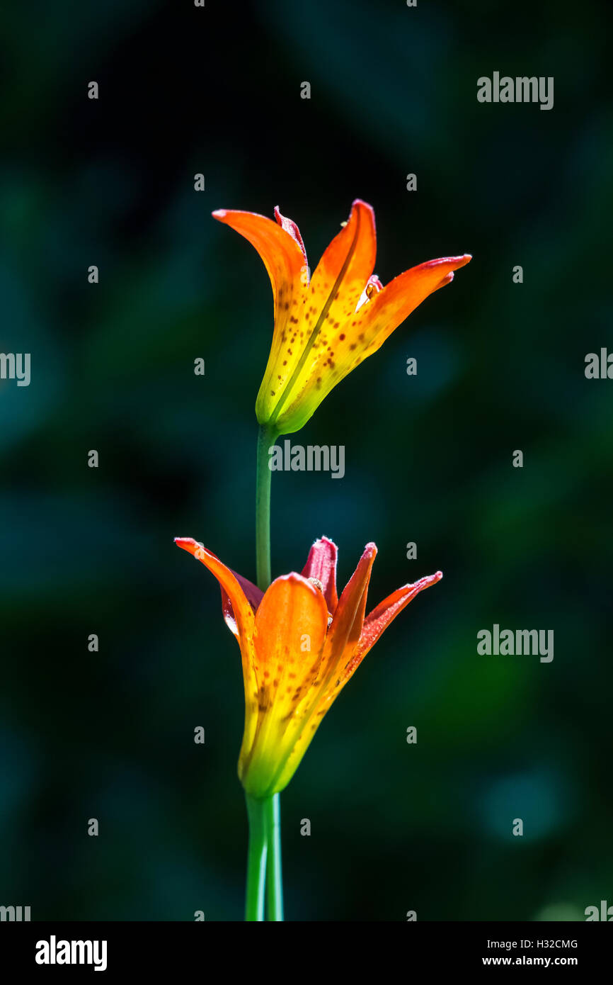 Alpine Lily, Lilium parvum, aka Sierra Tiger Lily, in the Desolation ...