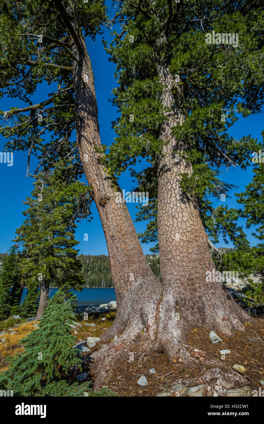 Western White Pine, Pinus monticola, growing along Lake of the Woods in ...