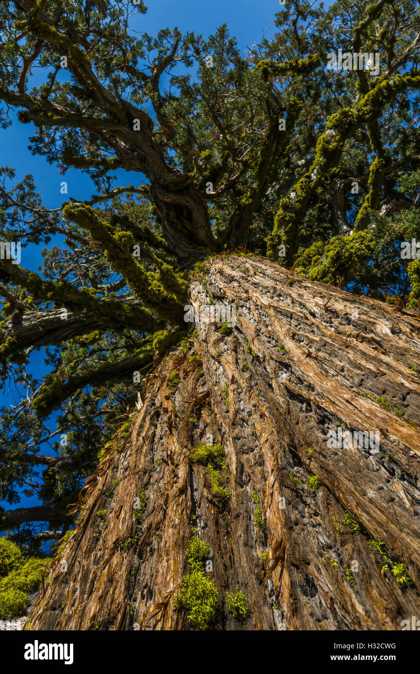 Juniper conifer evergreen tree hi-res stock photography and images - Alamy