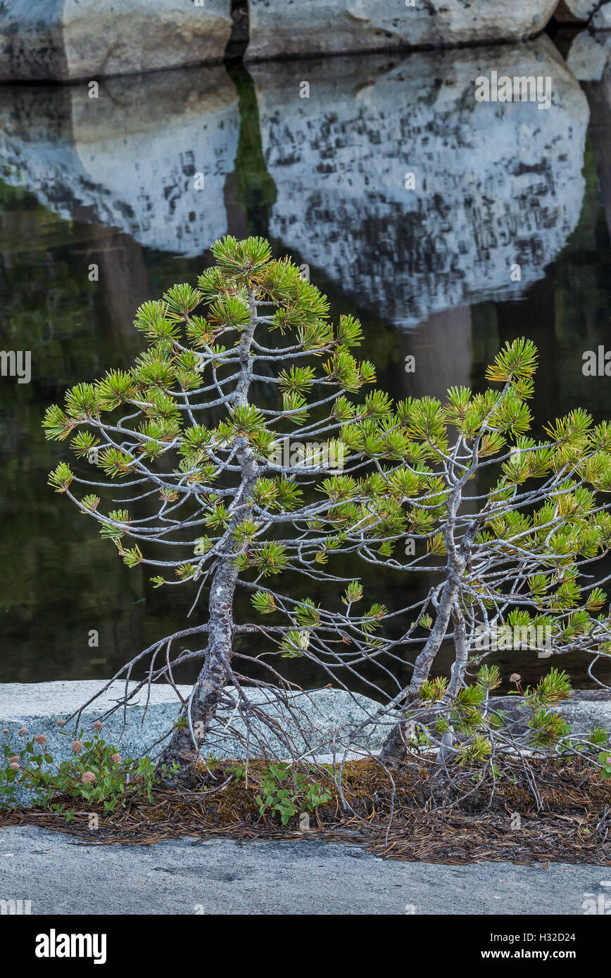 Bonsai pinus pine tree High Resolution Stock Photography and Images - Alamy