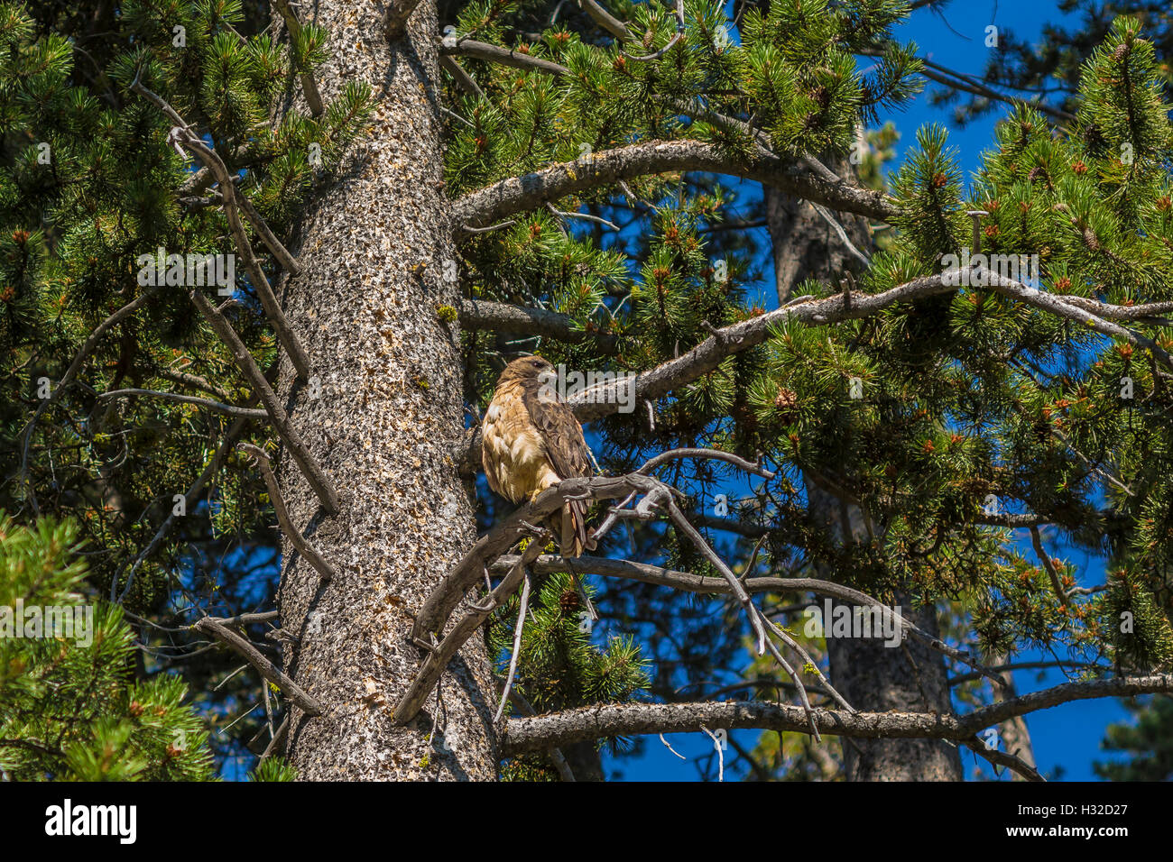 Western red tailed hawk hi-res stock photography and images - Alamy
