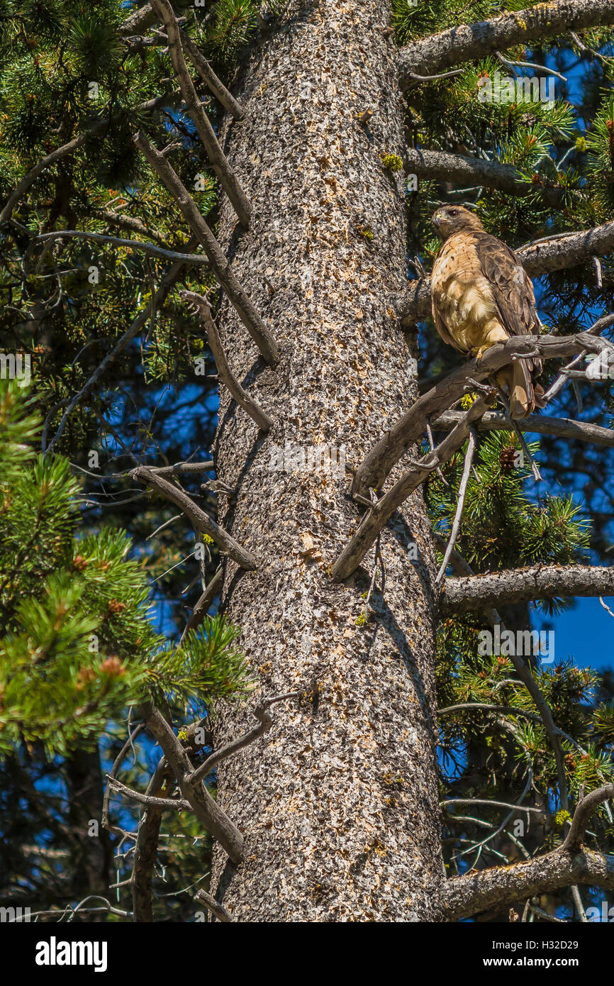 Western red tailed hawk hi-res stock photography and images - Alamy